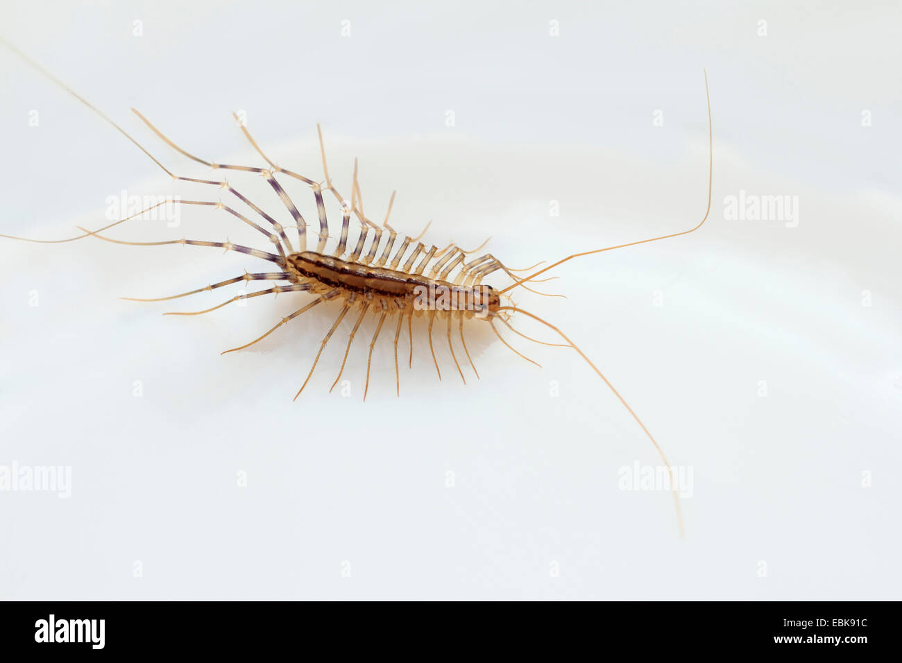 Scutigera Coleoptrata High Resolution Stock Photography and Images - Alamy