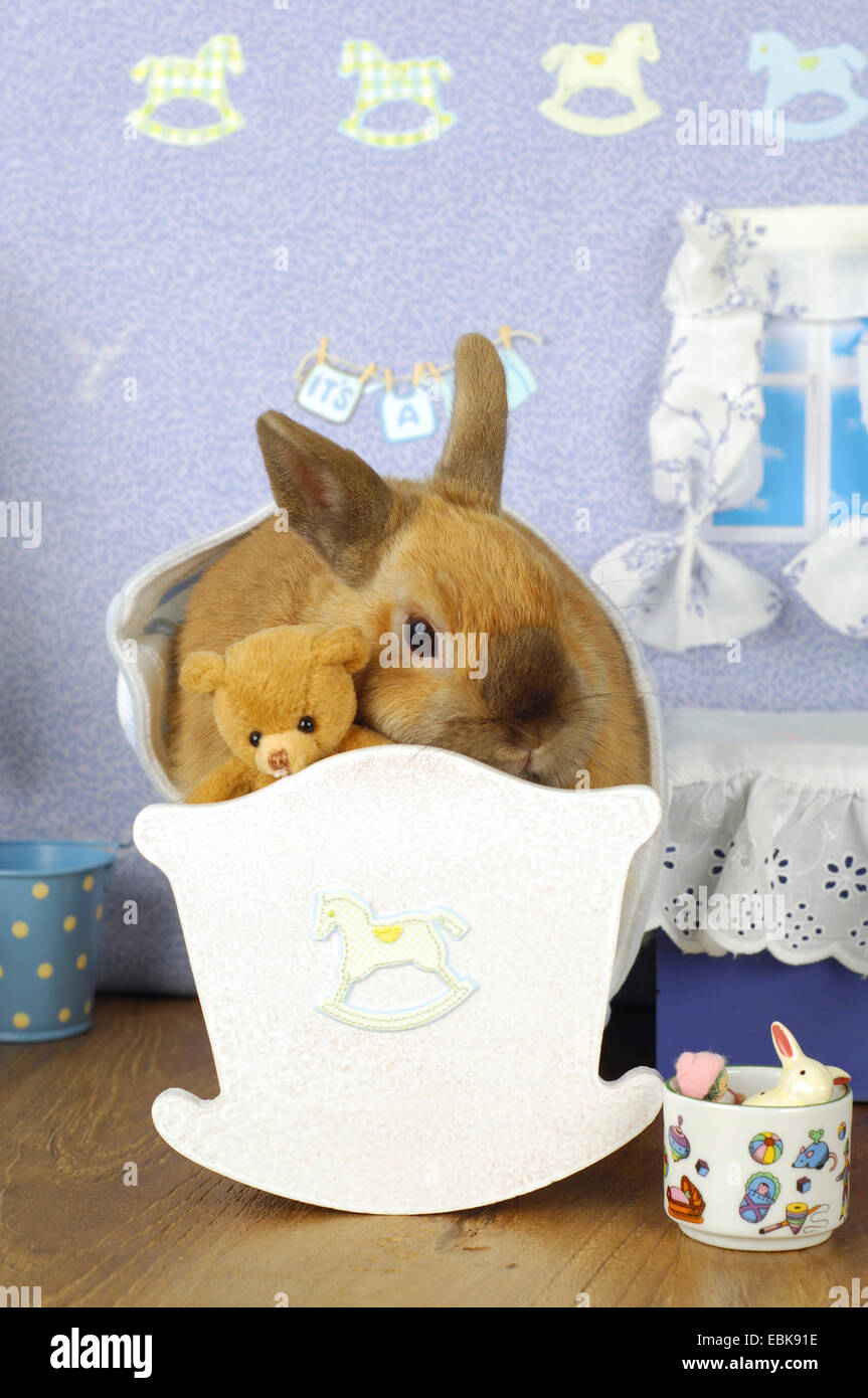 Teddy dwarf rabbit hi-res stock photography and images - Alamy