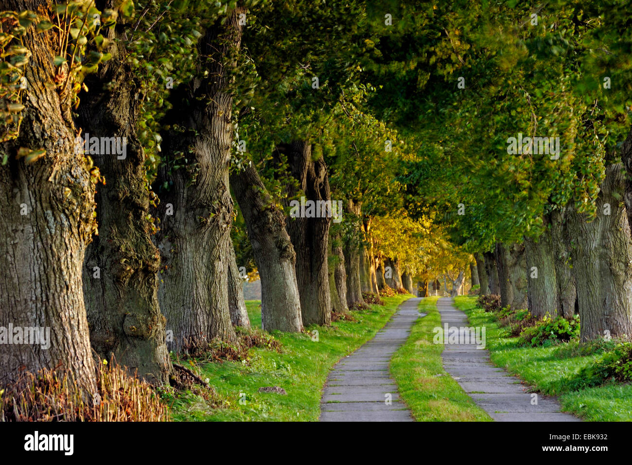 Alley with plants hi-res stock photography and images - Alamy