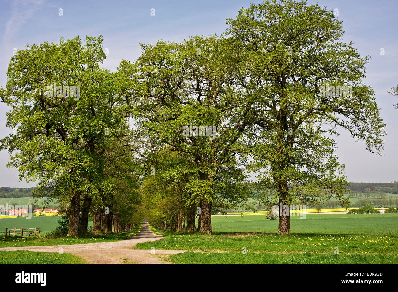 Oak alleys hi-res stock photography and images - Alamy