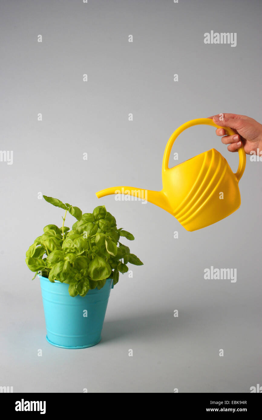 sweet basil (Ocimum basilicum), getting watered with watering can Stock ...