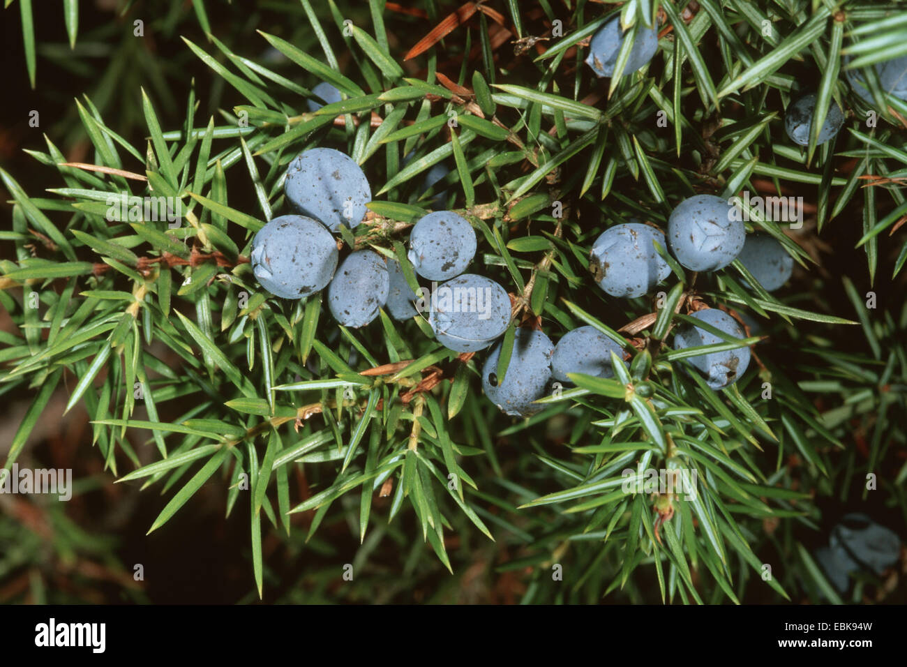common juniper, ground juniper (Juniperus communis), branch with ...