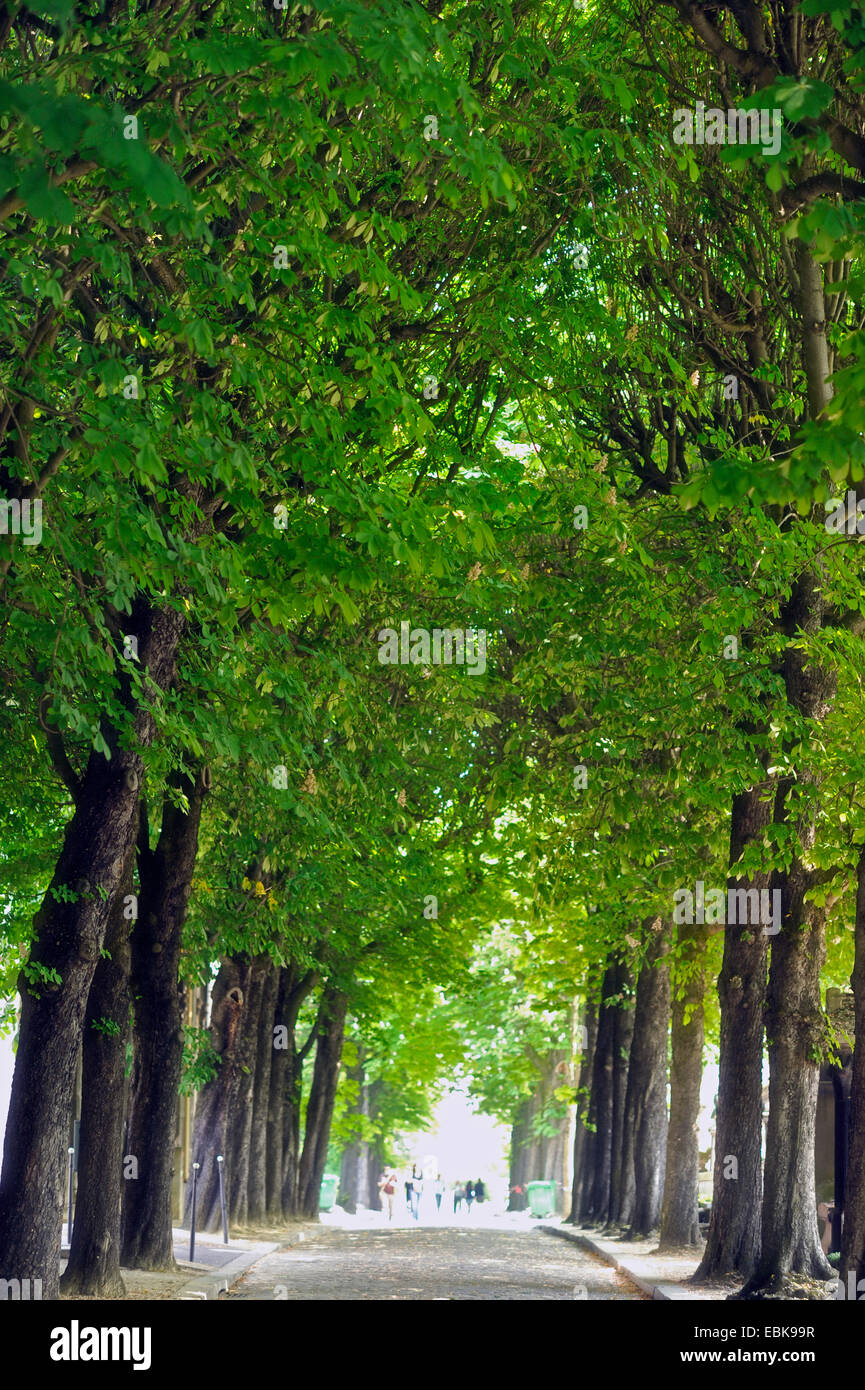 Horse chestnut trees paris hi-res stock photography and images - Alamy