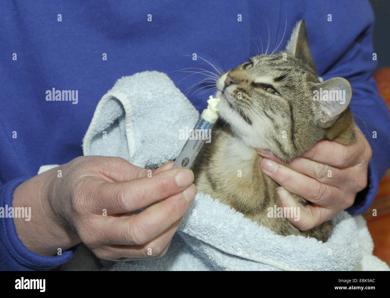 Cat getting injection hi-res stock photography and images - Alamy