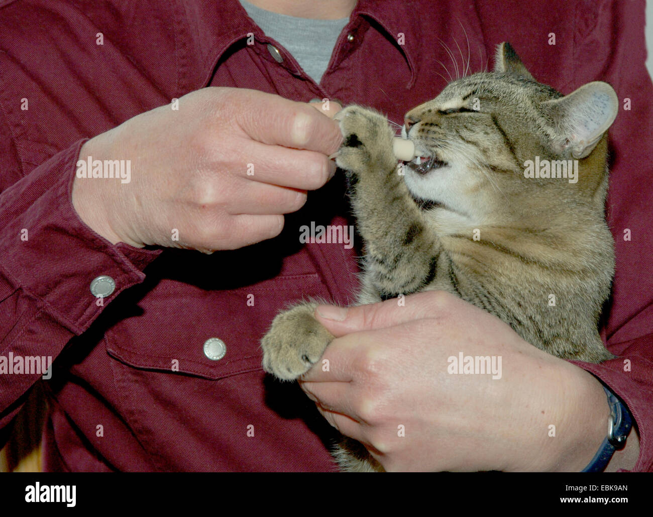 domestic cat, house cat (Felis silvestris f. catus), getting medication ...