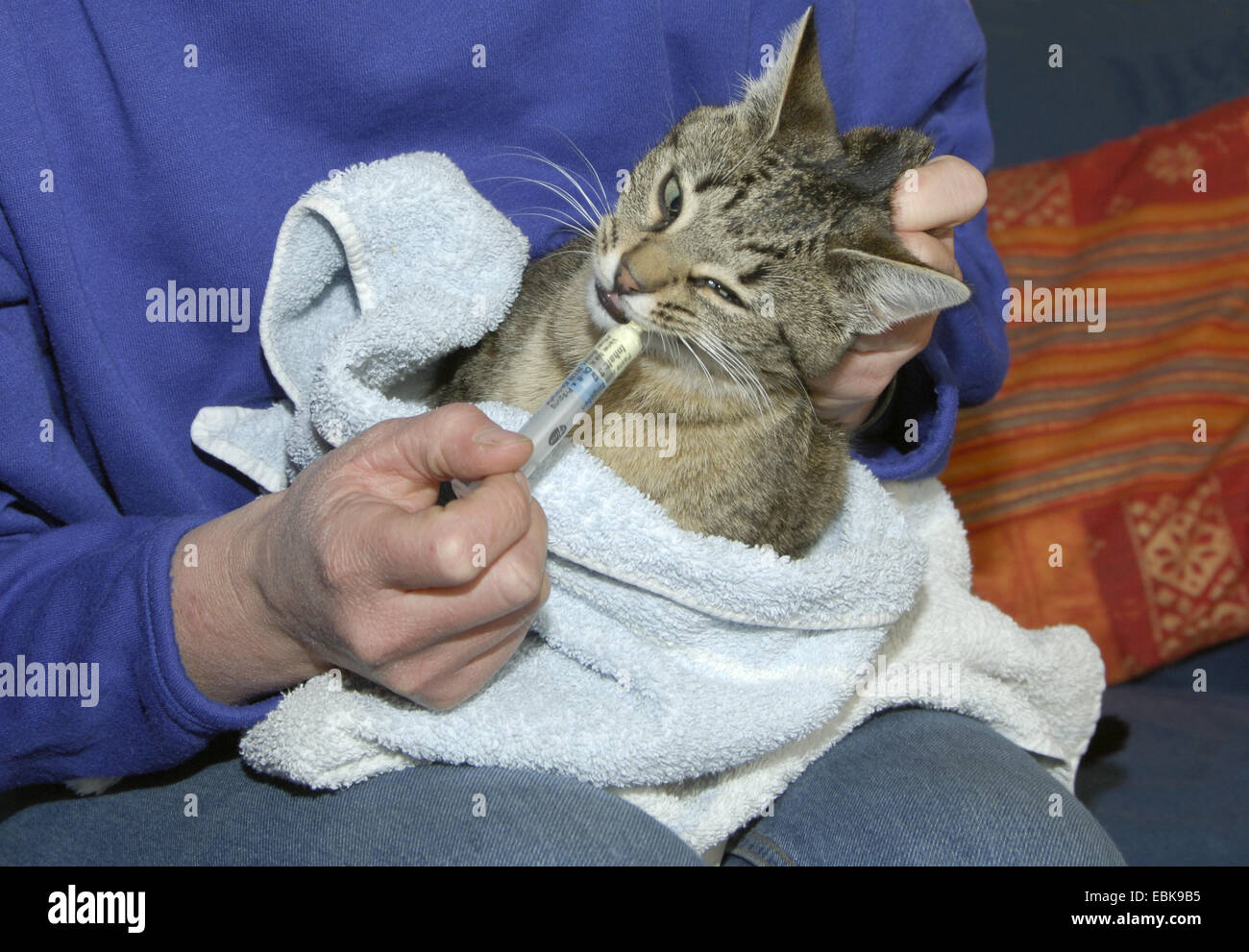 Cat getting injection hi-res stock photography and images - Alamy