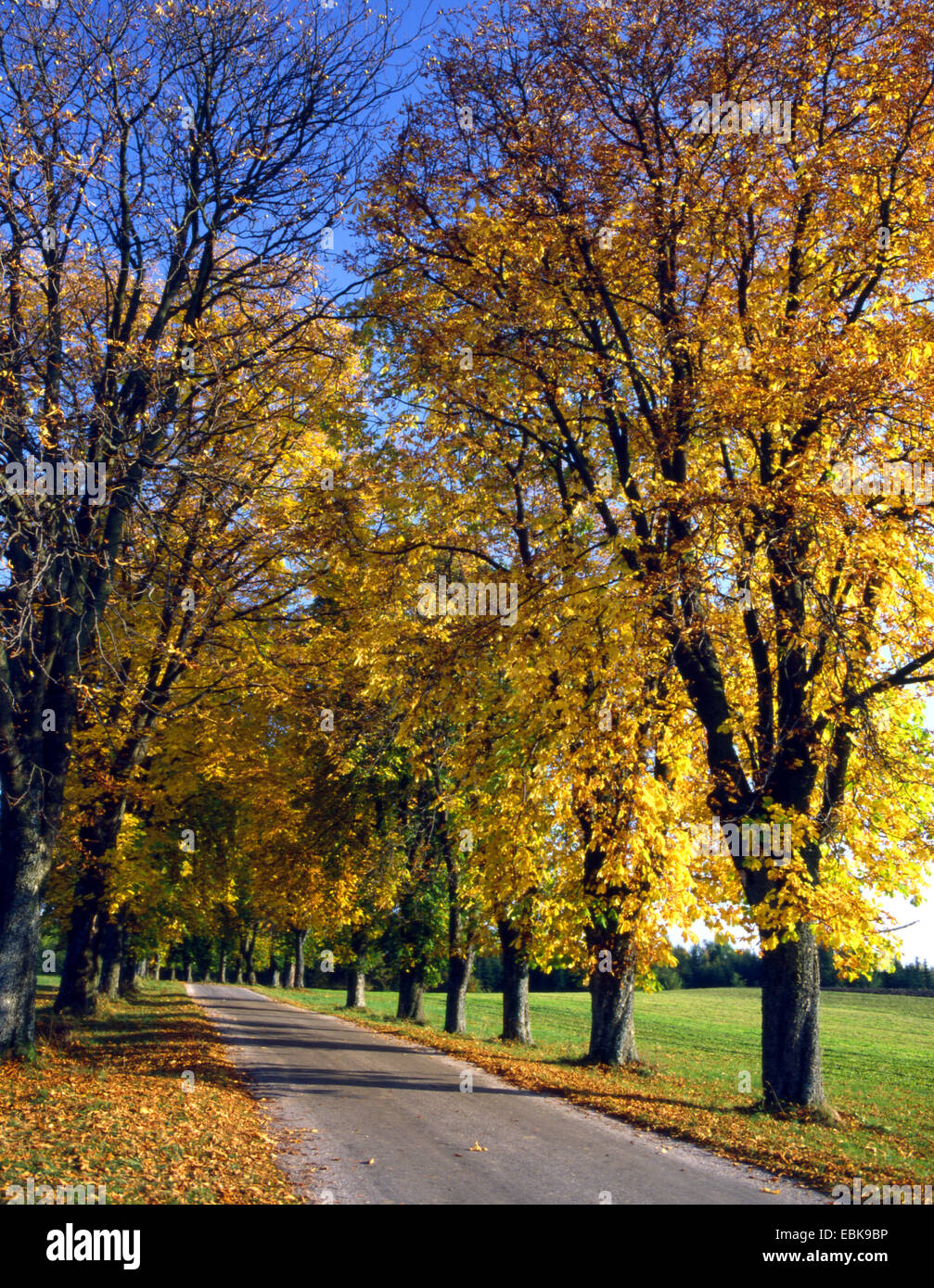Good street trees in countryside hi-res stock photography and images ...