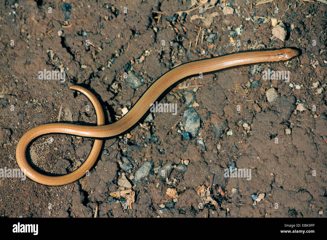 Juvenile Slow Worms High Resolution Stock Photography and Images - Alamy