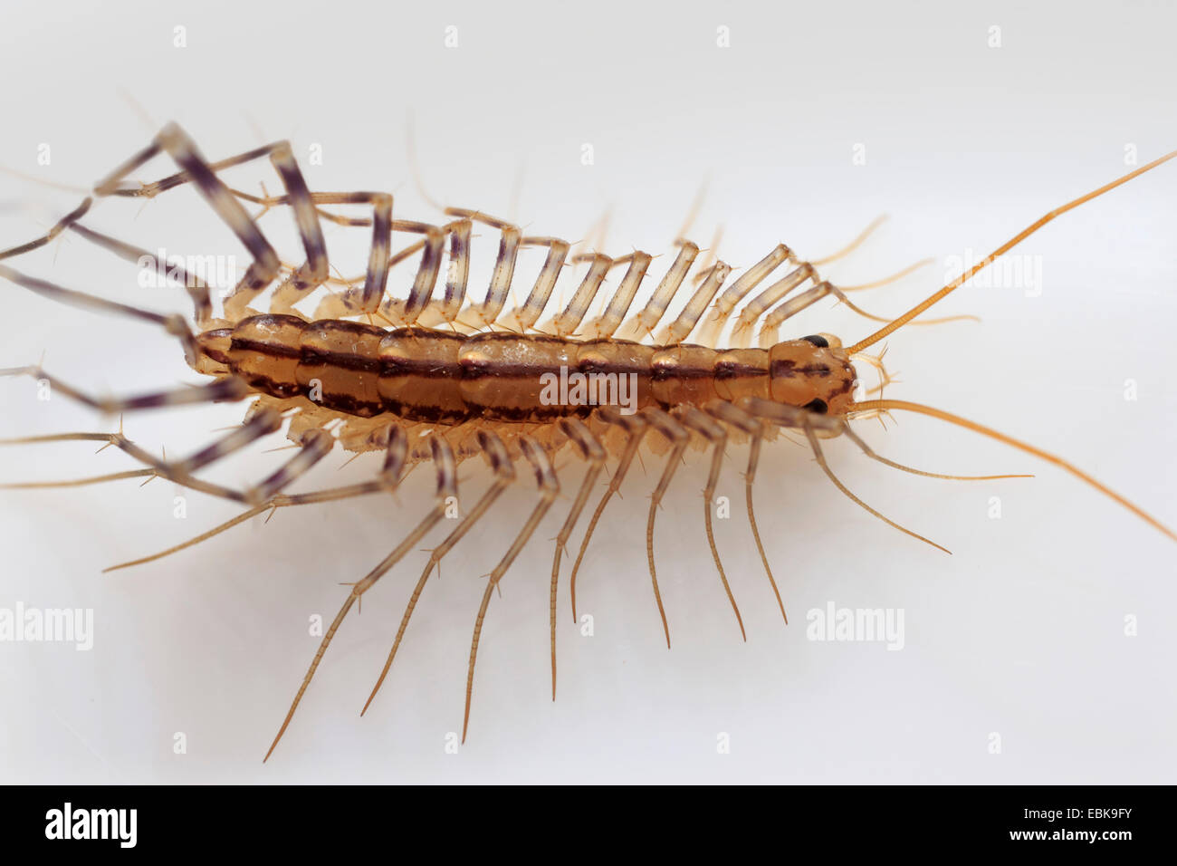 Centipede In The Wild High Resolution Stock Photography and Images - Alamy