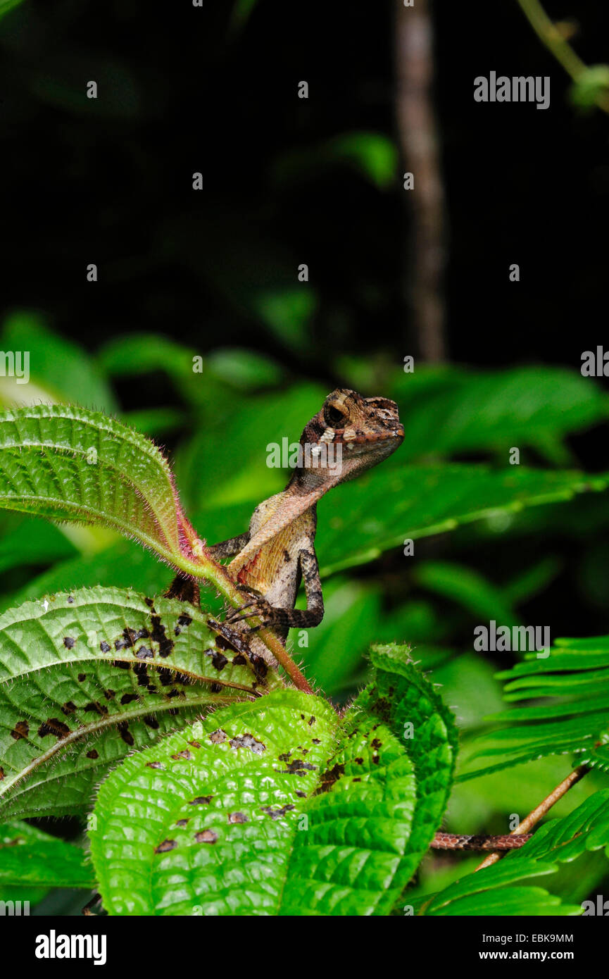 Brown-patched Kangaroo lizard, Wiegmann's Agama, Sri Lankan Kangaroo ...
