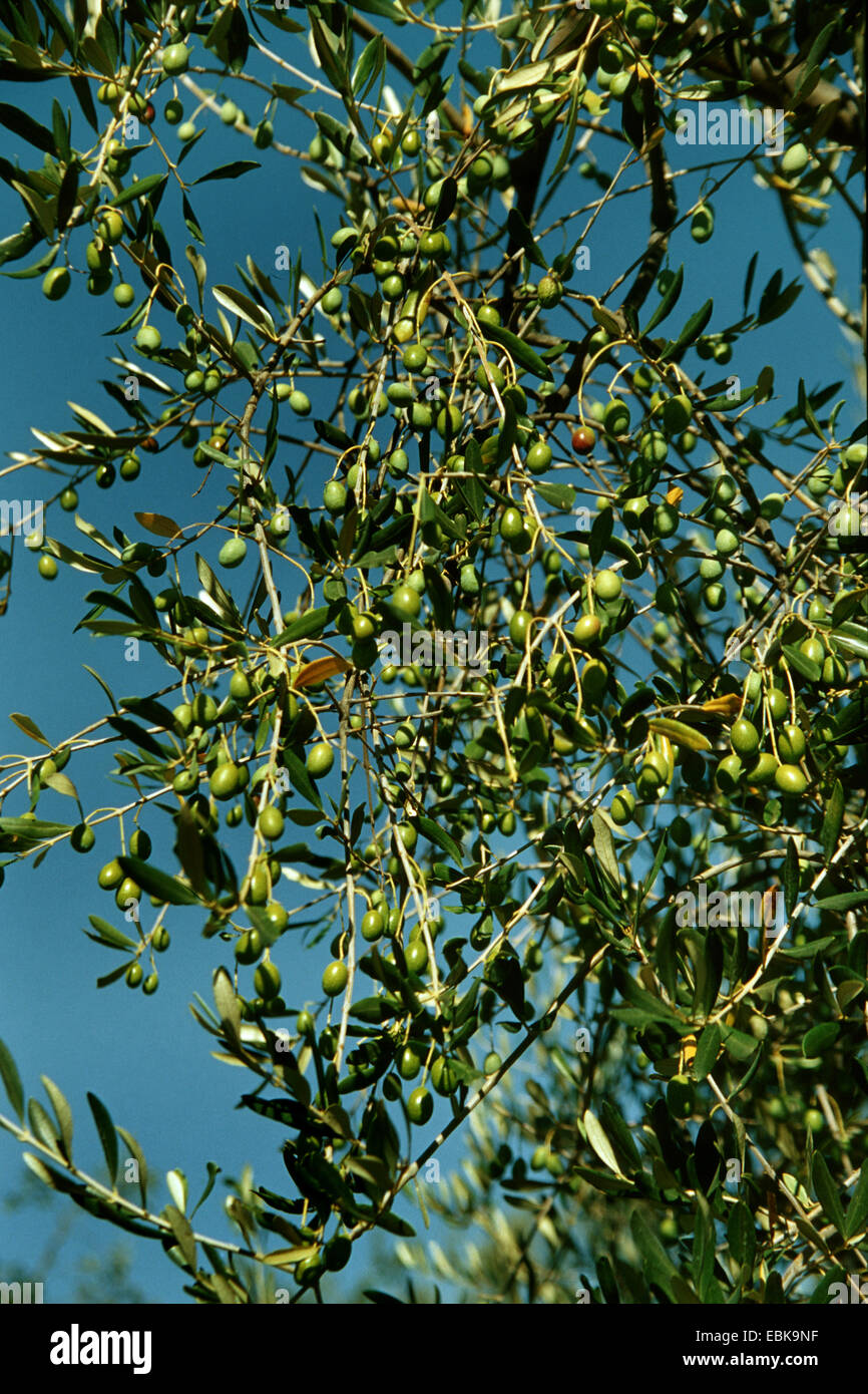 olive tree (Olea europaea ssp. sativa), branch with green olives ...