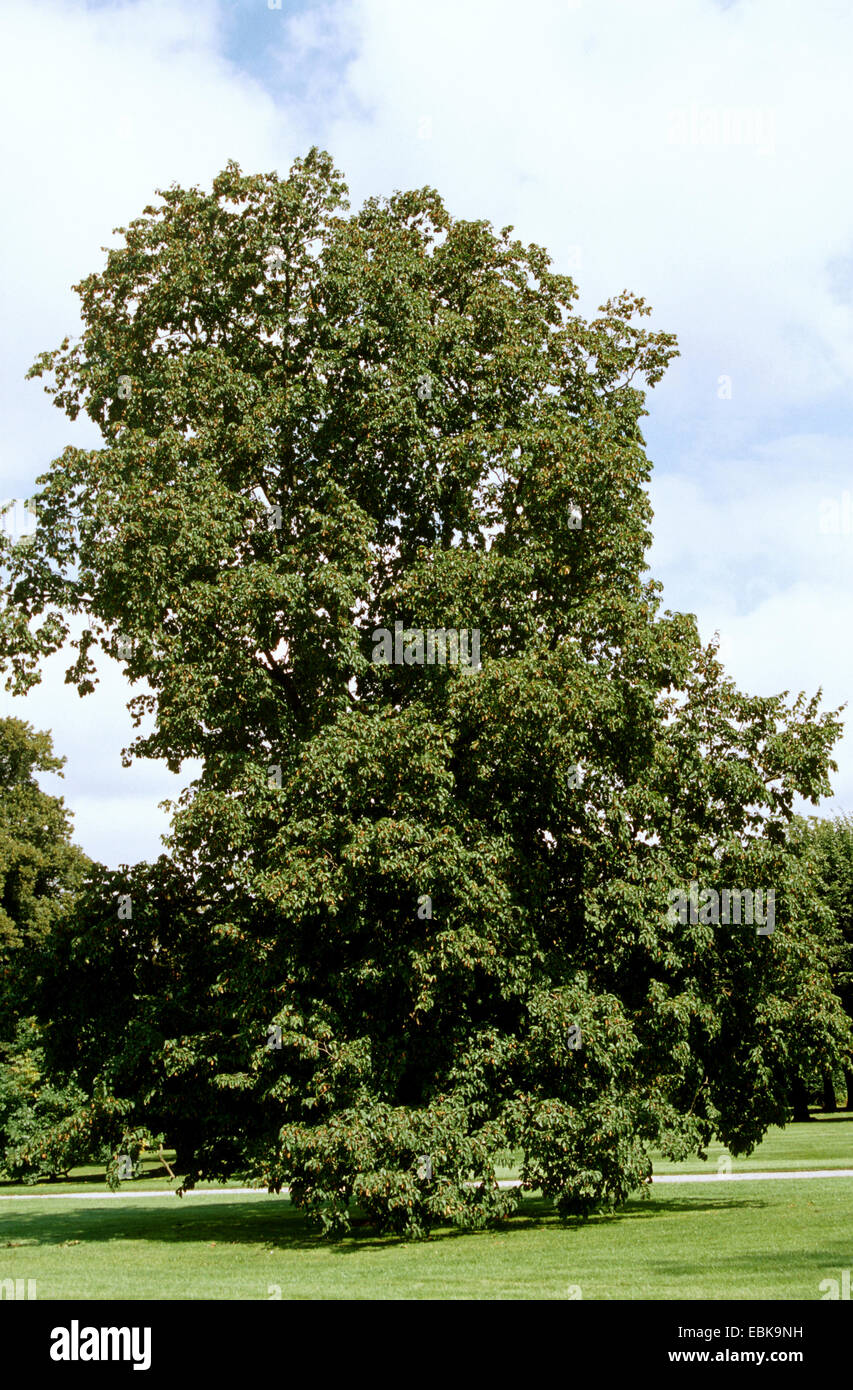 European Hop-Hornbeam (Ostrya carpinifolia), single tree in a park ...