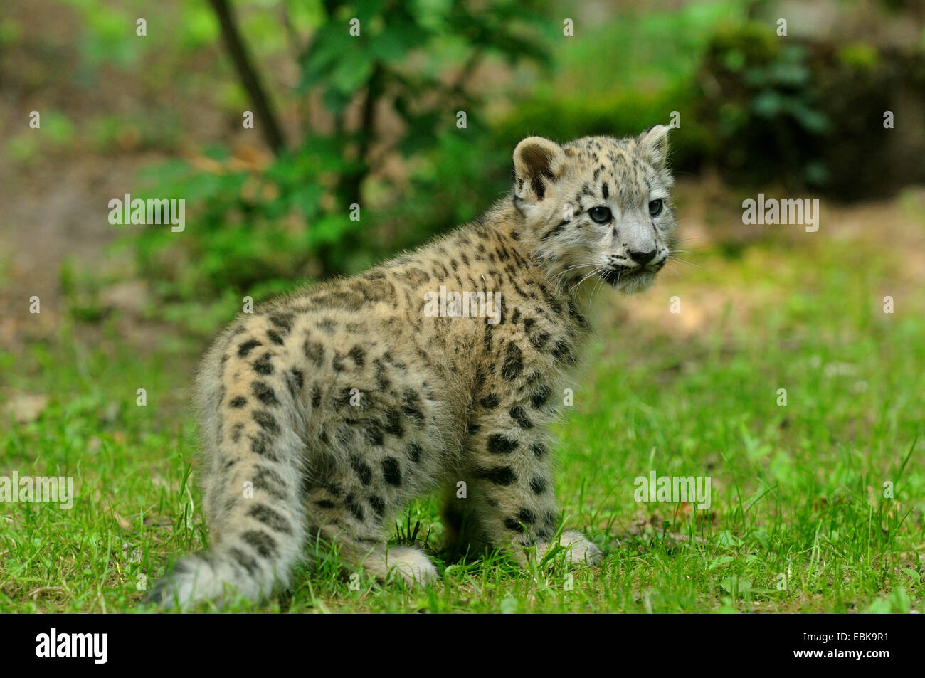 Baby snow leopard hi-res stock photography and images - Alamy
