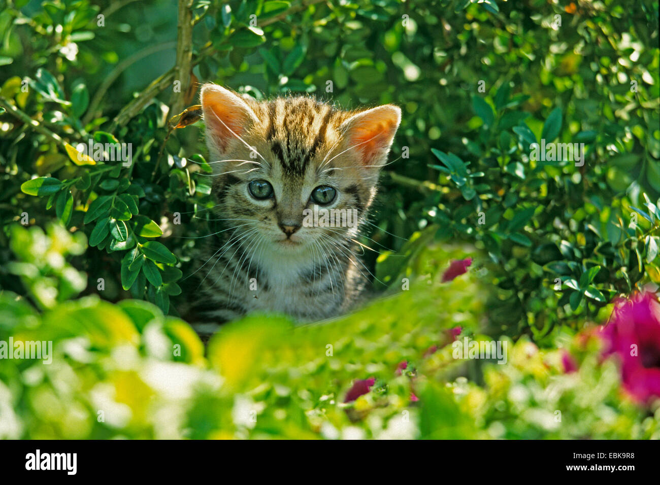 Bush babies animals hi-res stock photography and images - Alamy