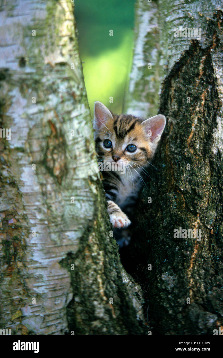 Cat hiding between trees hi-res stock photography and images - Alamy