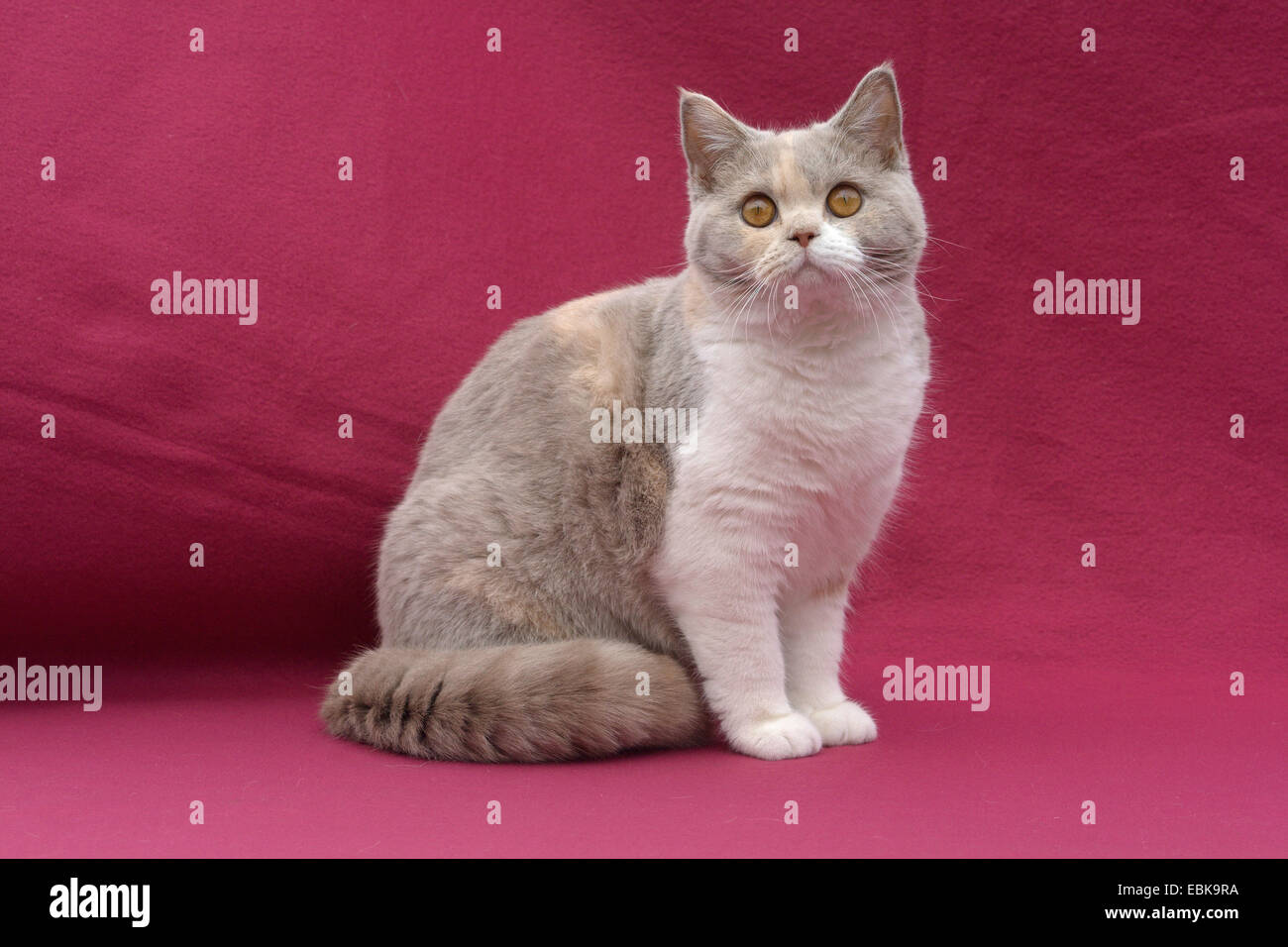 Fawn British Shorthair