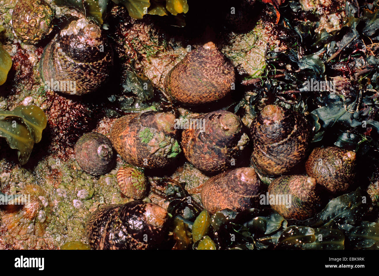 flat topsnail, purple topsnail, umbilical trochid (Gibbula umbilicalis ...