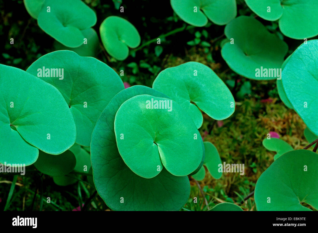 bladderwort (Utricularia reniformis), leaves Stock Photo - Alamy