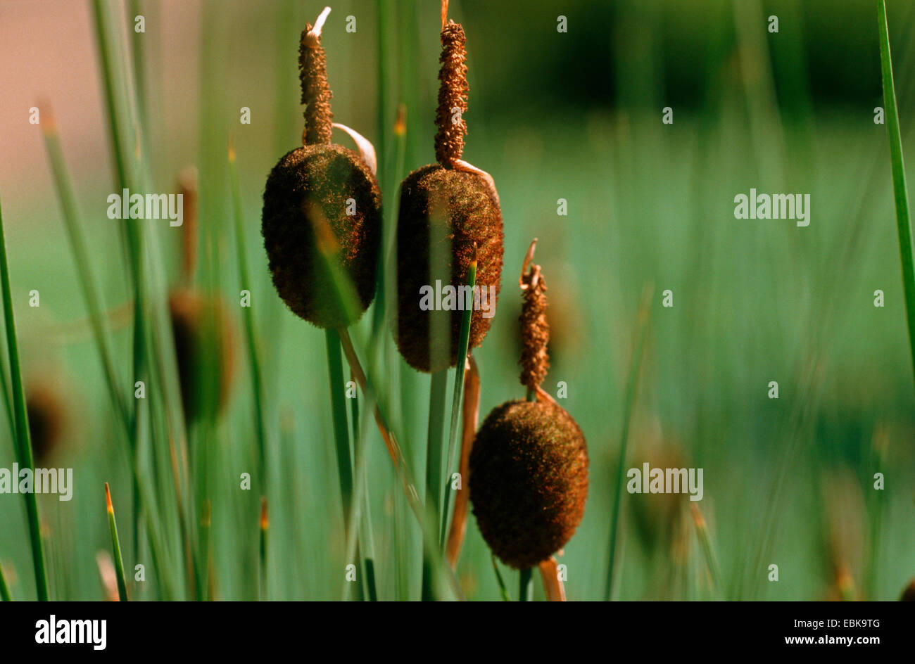 Dwarf Bulrush, Miniature Cattail, Least Bulrush (Typha minima ...