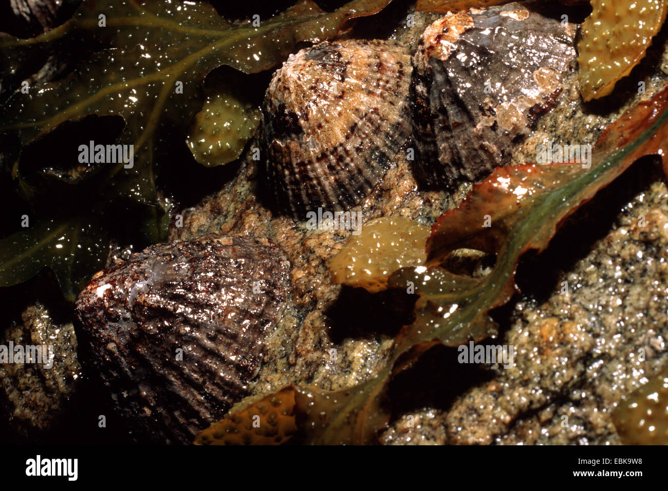 common limpet, common European limpet (Patella vulgata), on coastal ...