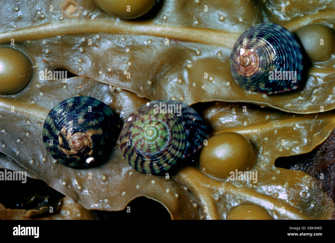 Trochids hi-res stock photography and images - Alamy