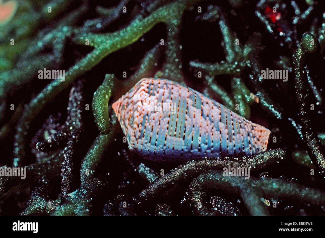 turtle cone (Conus achatinus, Conus monachus), among algae Stock Photo ...