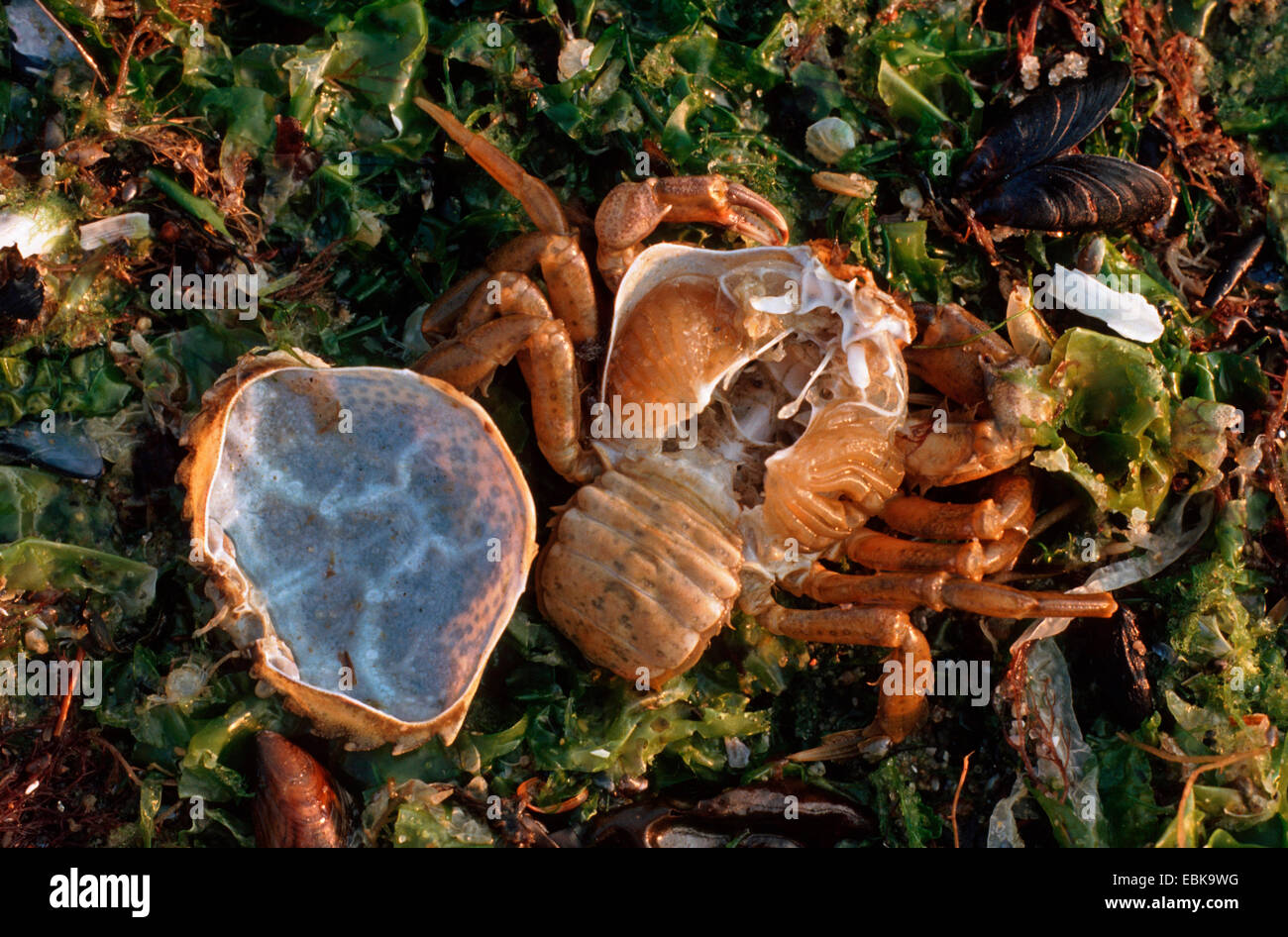 Green shore crab, Green crab, North Atlantic shore crab (Carcinus ...