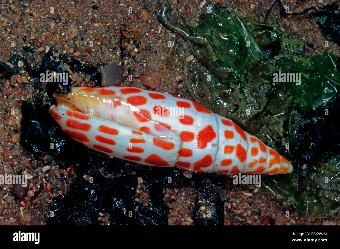 Mitra episcopalis hi-res stock photography and images - Alamy