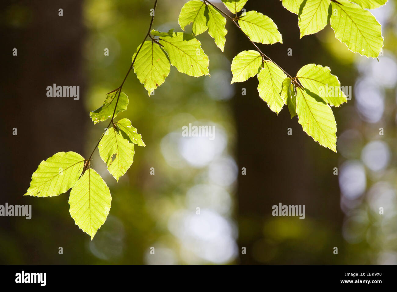 common beech (Fagus sylvatica), single sunlit twig with green leaves in ...