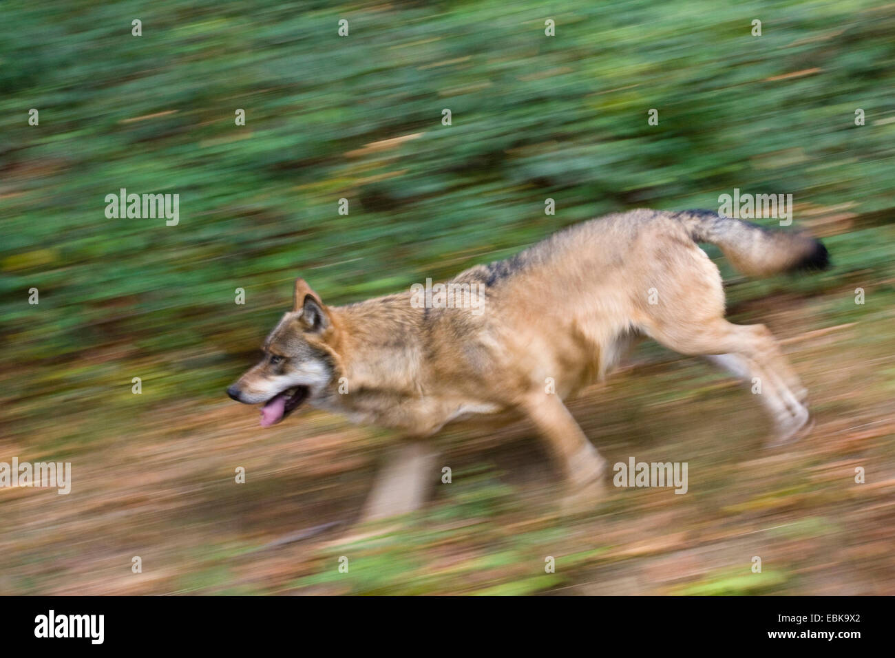 Running Wolves In The Woods