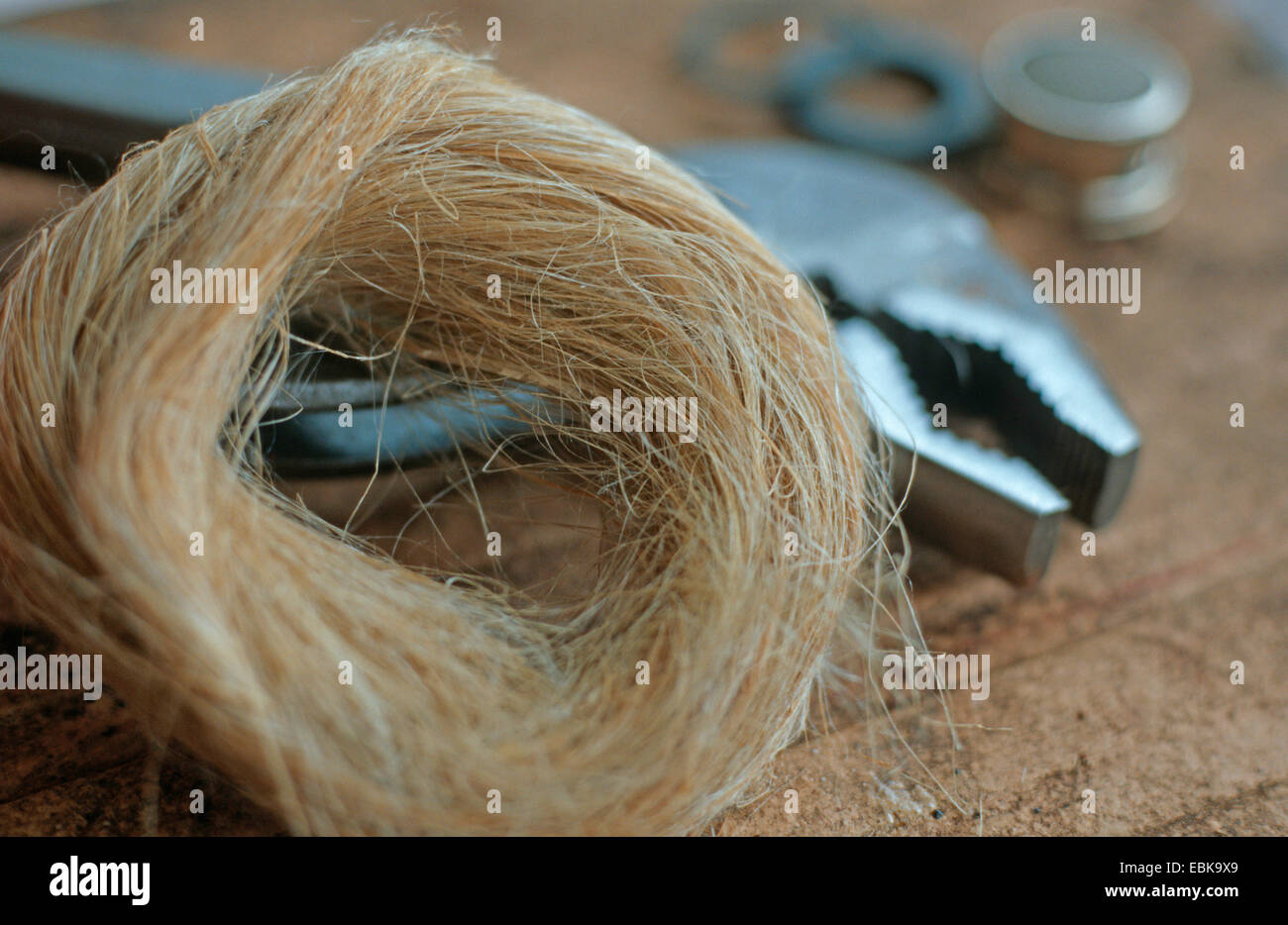 hemp (Cannabis sativa subsp. sativa), tows Stock Photo - Alamy