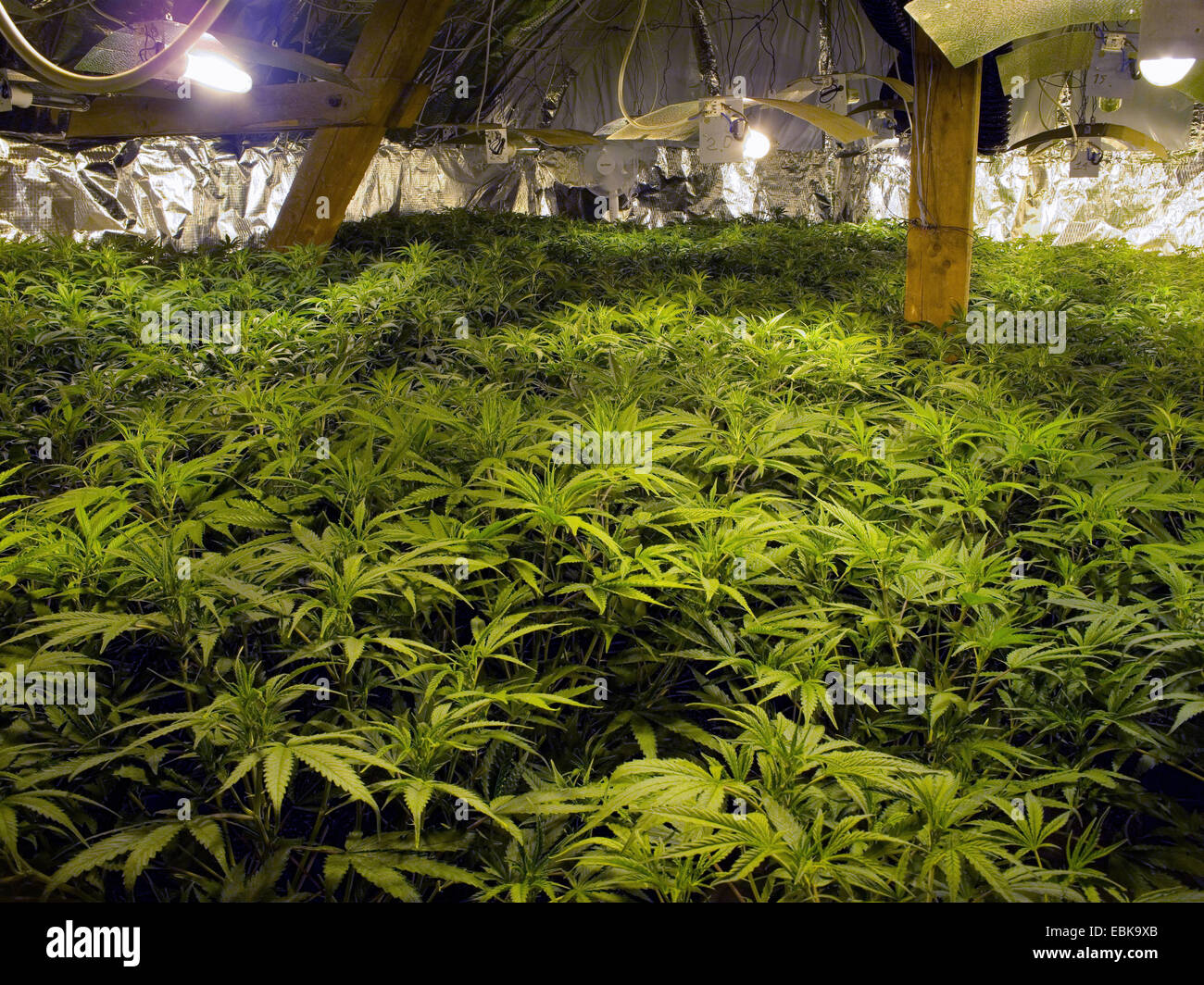 Mary jane cannabis hi-res stock photography and images - Alamy