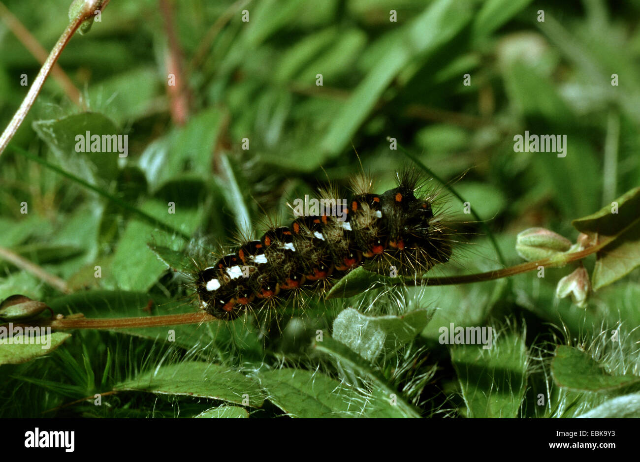 knot grass (Acronicta rumicis, Apatele rumicis), on stipe, Germany ...