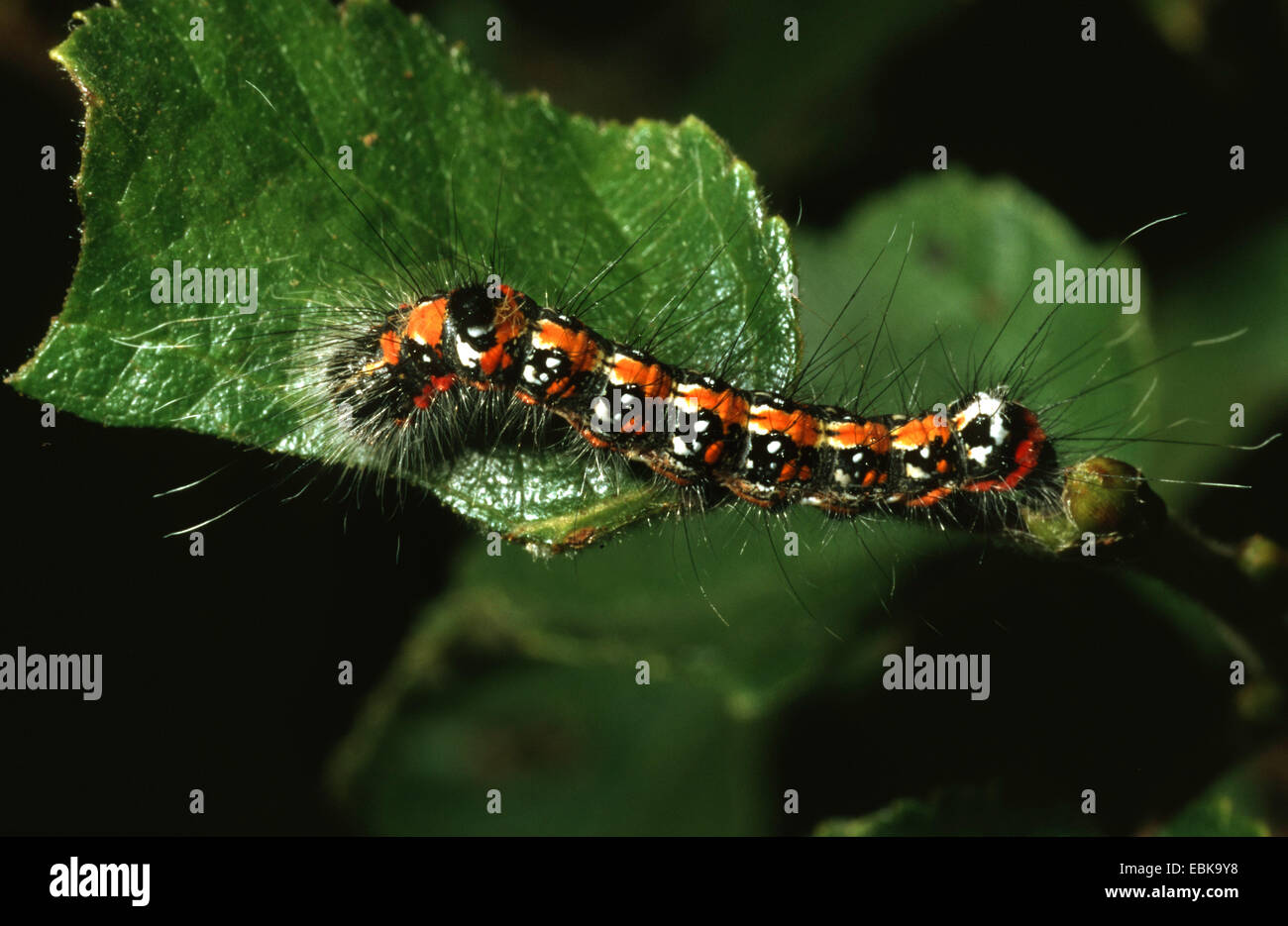 Dark Dagger (Acronicta tridens), caterpillar on leaf, Germany Stock ...
