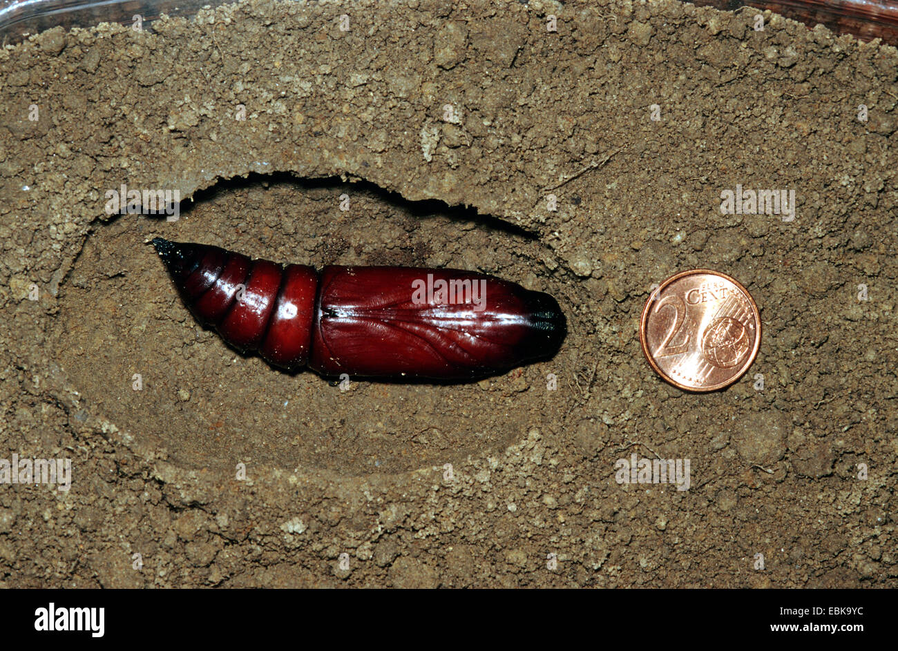 death's-head hawkmoth (Acherontia atropos), pupa with 2 cent coin ...