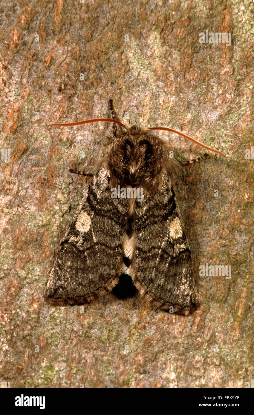 Yellow Horned (Achlya flavicornis), on bark, Germany Stock Photo - Alamy
