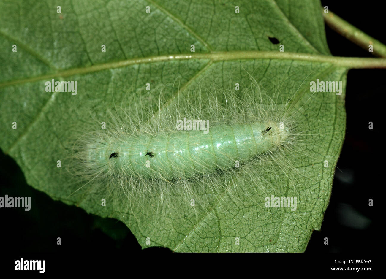 miller (Acronicta leporina), caterpillar on leaf, Germany Stock Photo ...