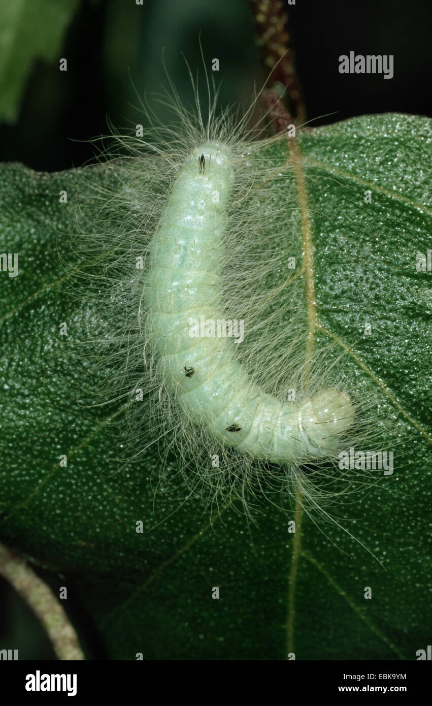 Miller moths hi-res stock photography and images - Alamy