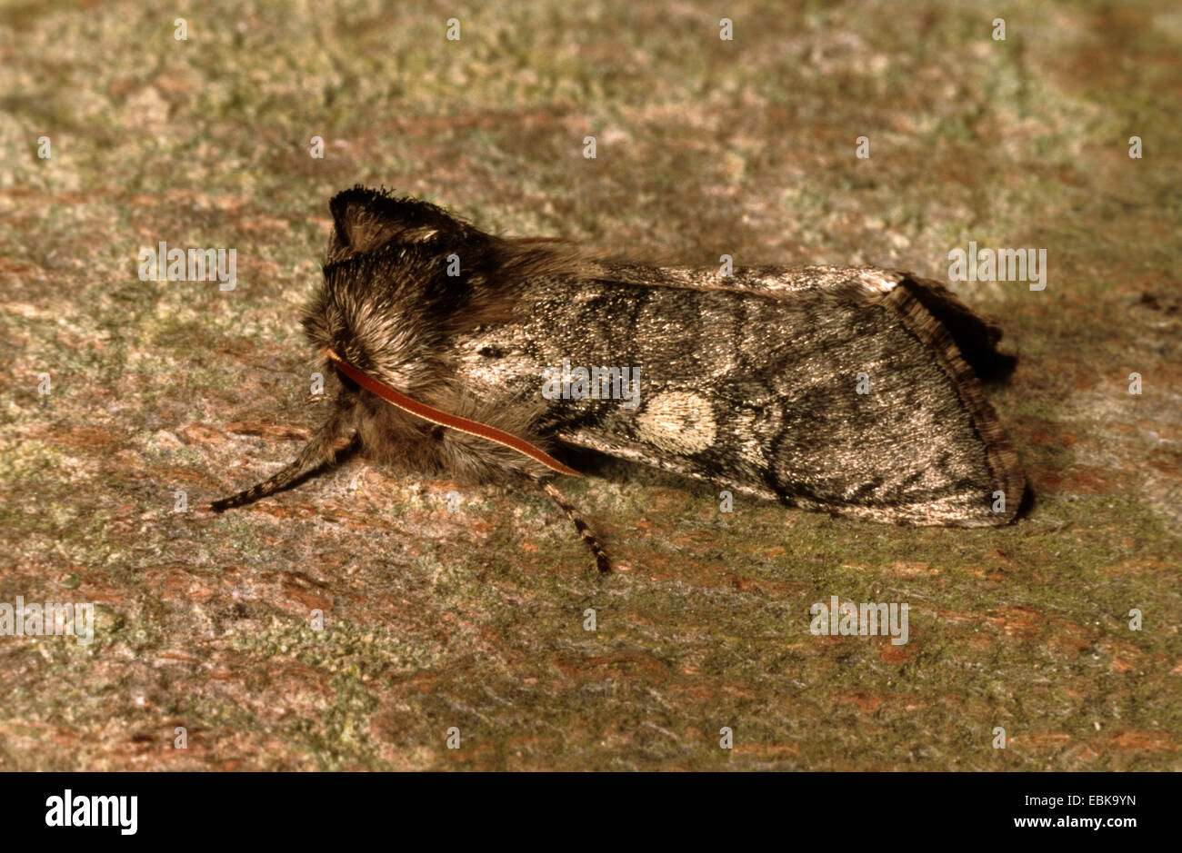 Yellow Horned (Achlya flavicornis), on a rock, Germany Stock Photo - Alamy