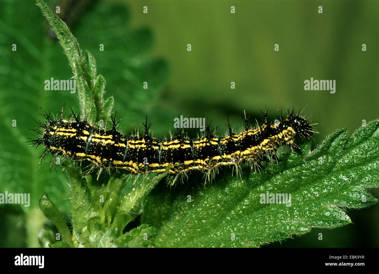 Tortoiseshell butterfly caterpillar hi-res stock photography and images ...