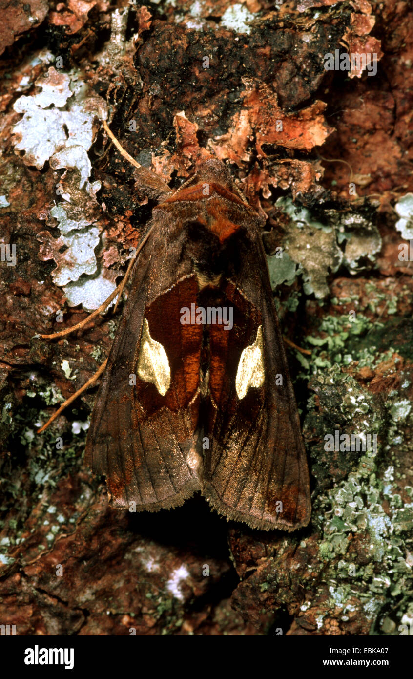 Autographa hi-res stock photography and images - Alamy