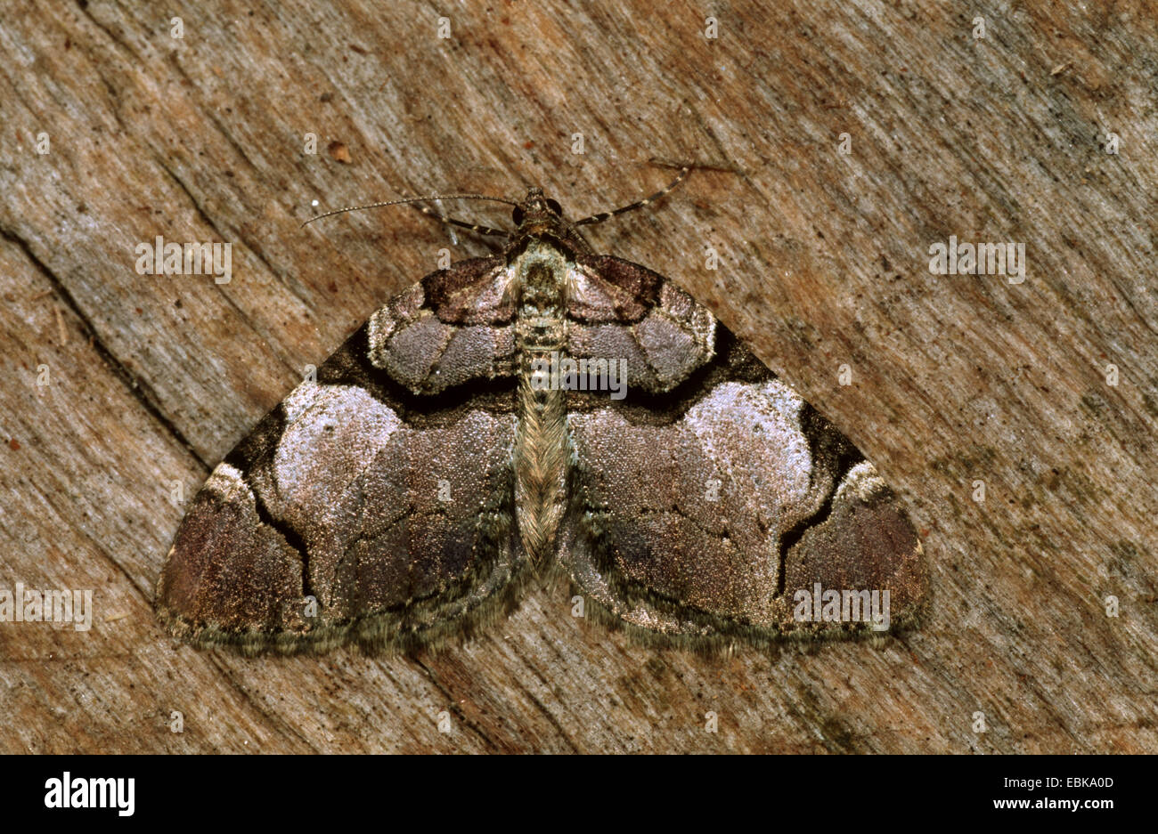 Streamer (Anticlea derivata), imago on bark, Germany Stock Photo - Alamy