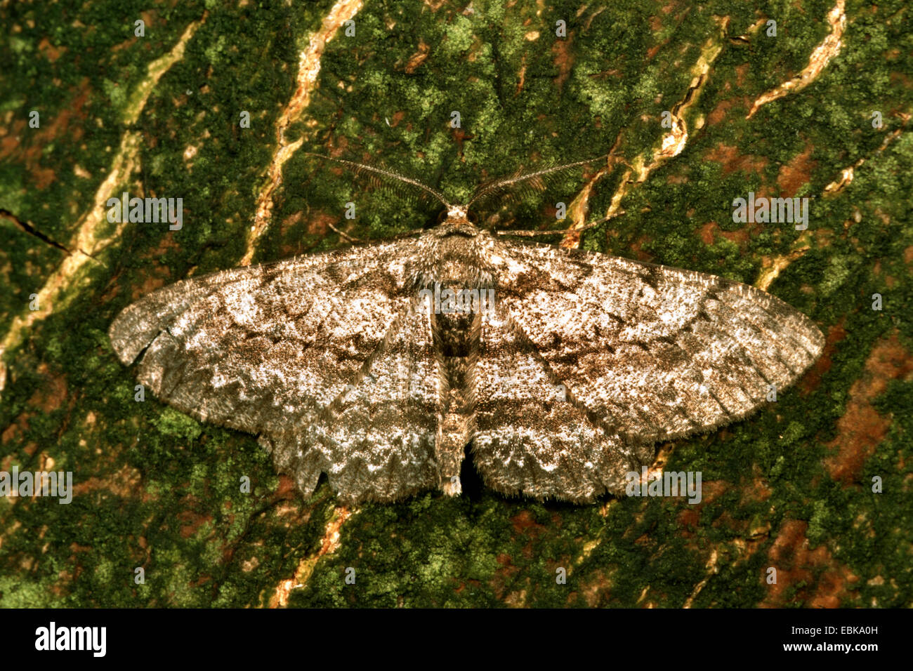 Mottled Beauty (Alcis repandata), imago on bark, Germany Stock Photo ...