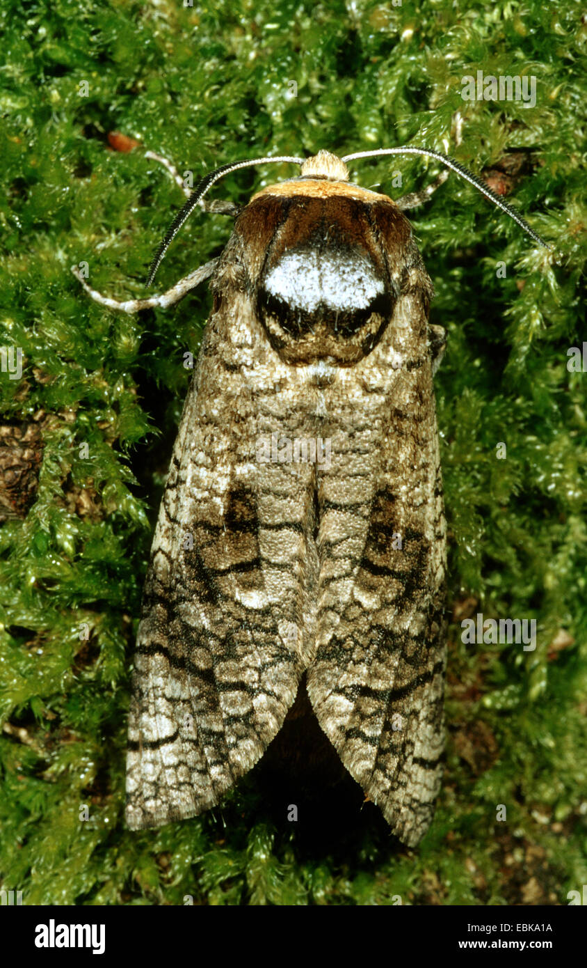 Goat Moth (Cossus cossus), imago on moss, Germany Stock Photo - Alamy