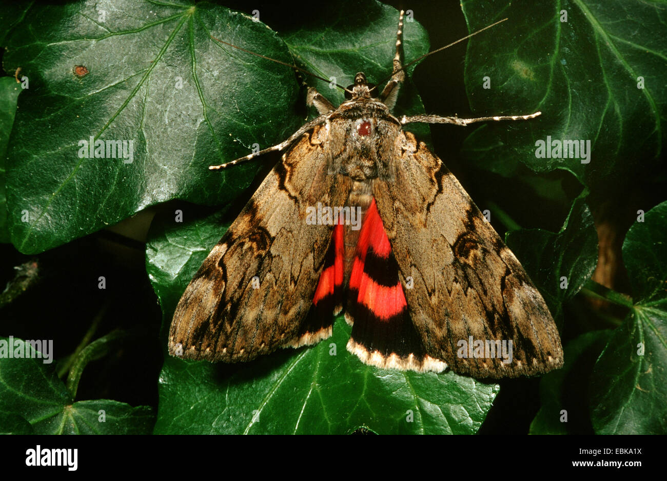 Red Underwing (Catocala nupta), imago on leaf, Germany Stock Photo - Alamy