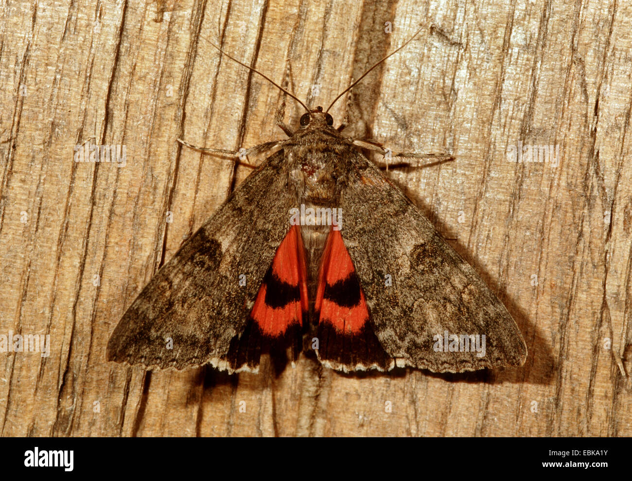 Red underwing moths hi-res stock photography and images - Alamy