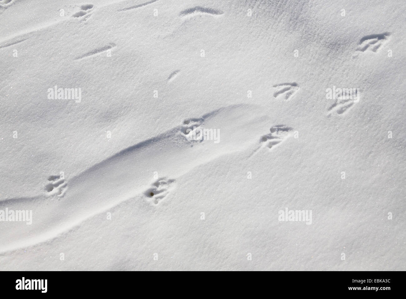 Adelie penguin hi-res stock photography and images - Alamy