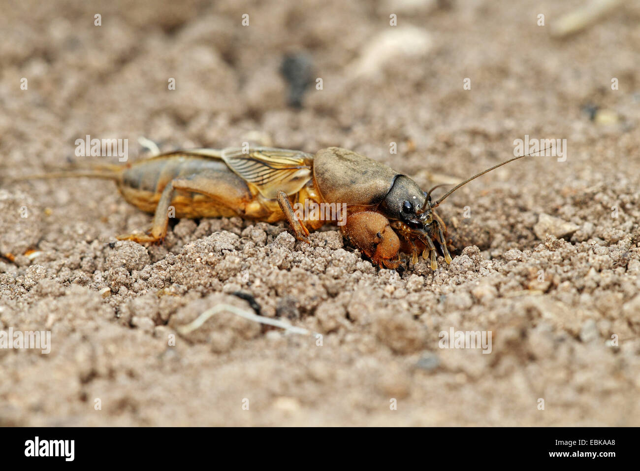Mole cricket (Gryllotalpa gryllotalpa), sitting on soil ground, Germany ...