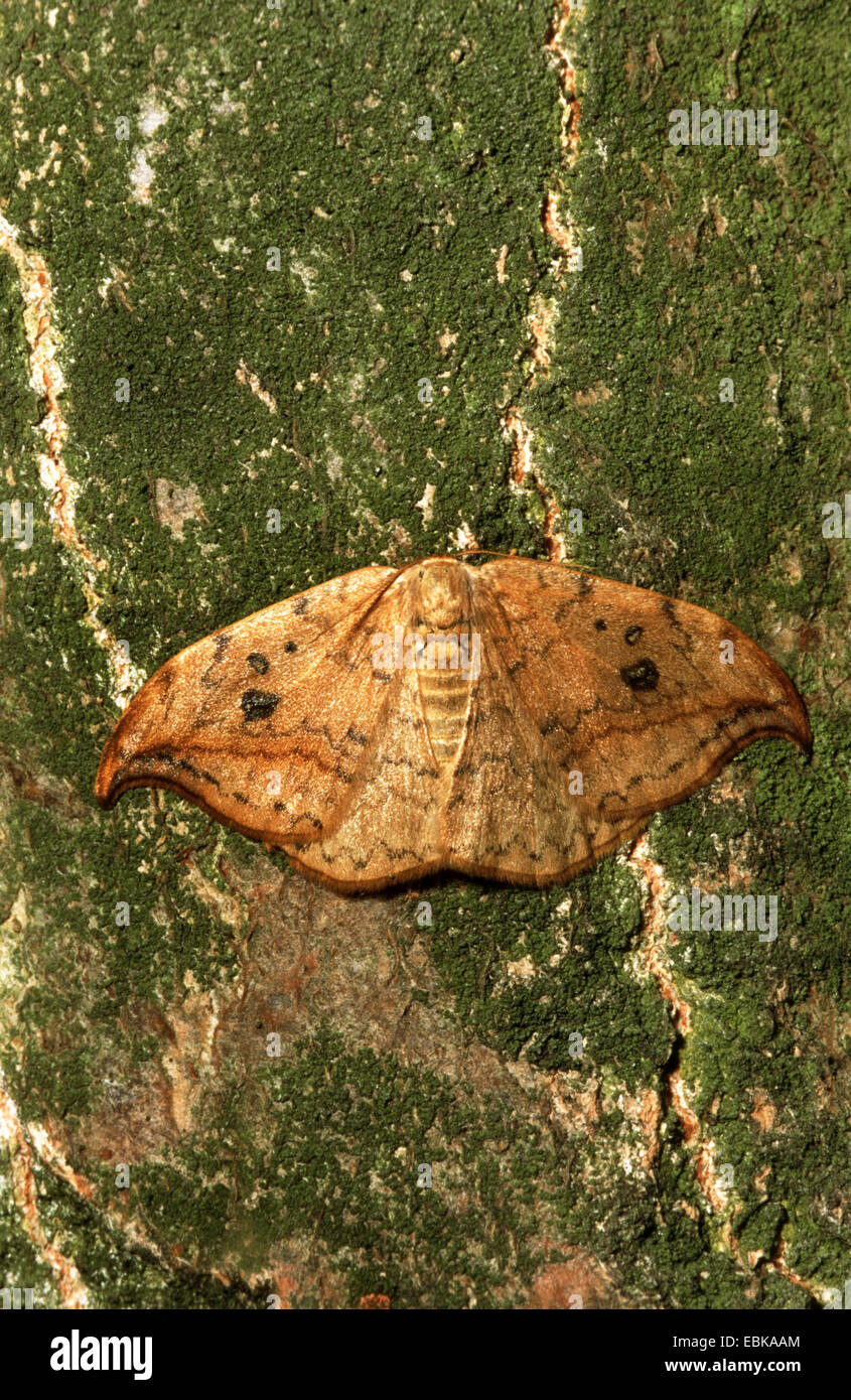 Drepana hi-res stock photography and images - Alamy