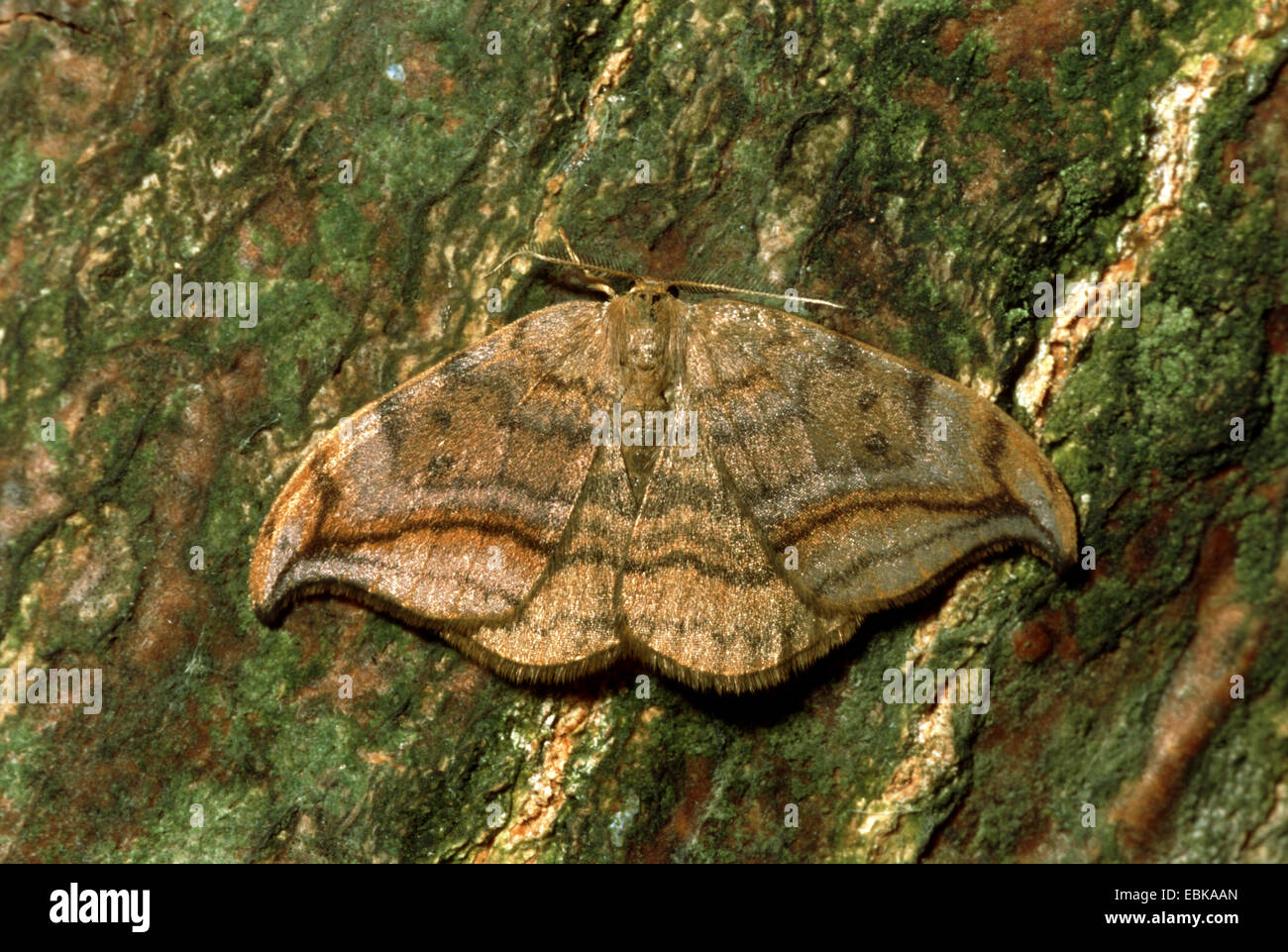 Drepana hi-res stock photography and images - Alamy